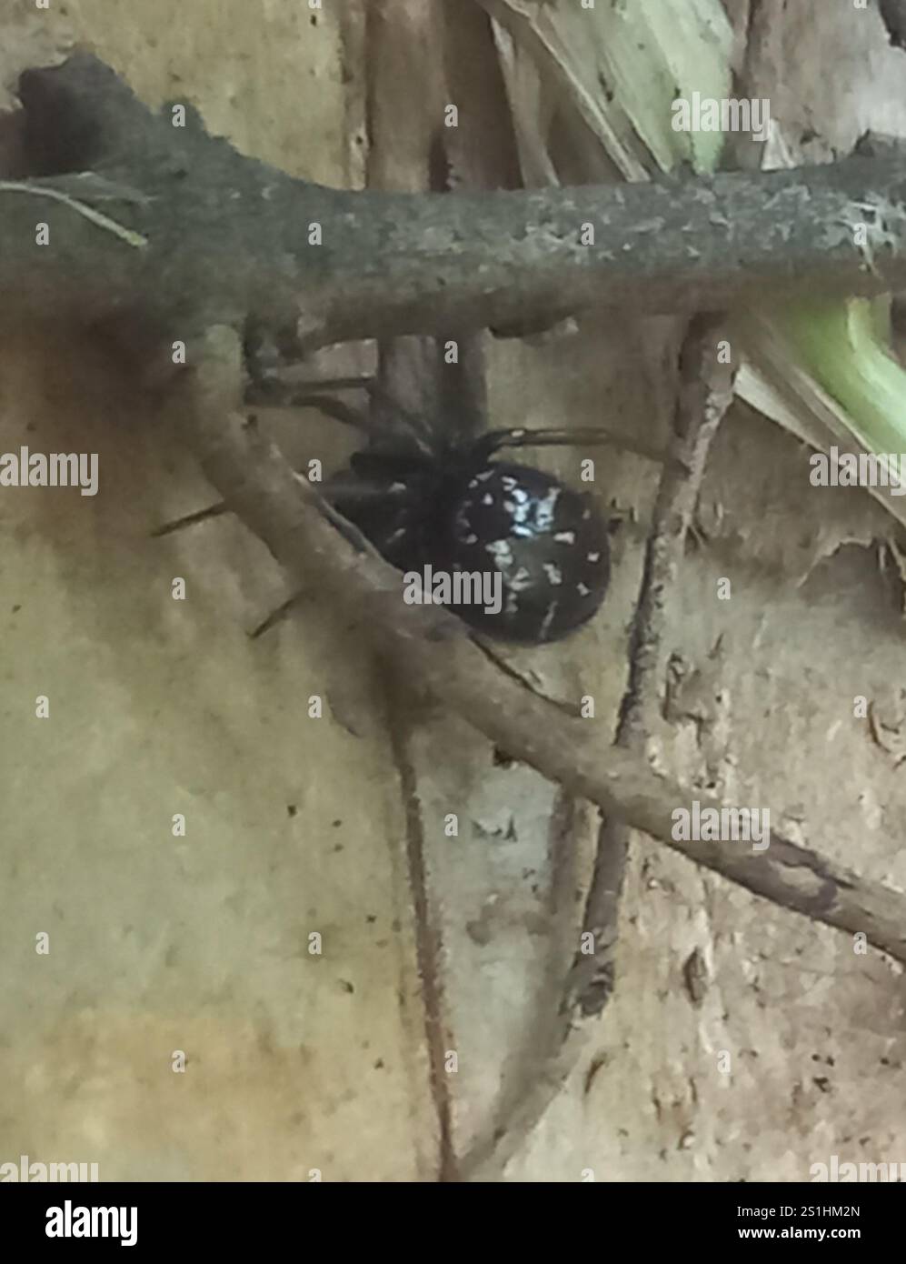 Black Cobweb Spider (Steatoda capensis Stock Photo - Alamy