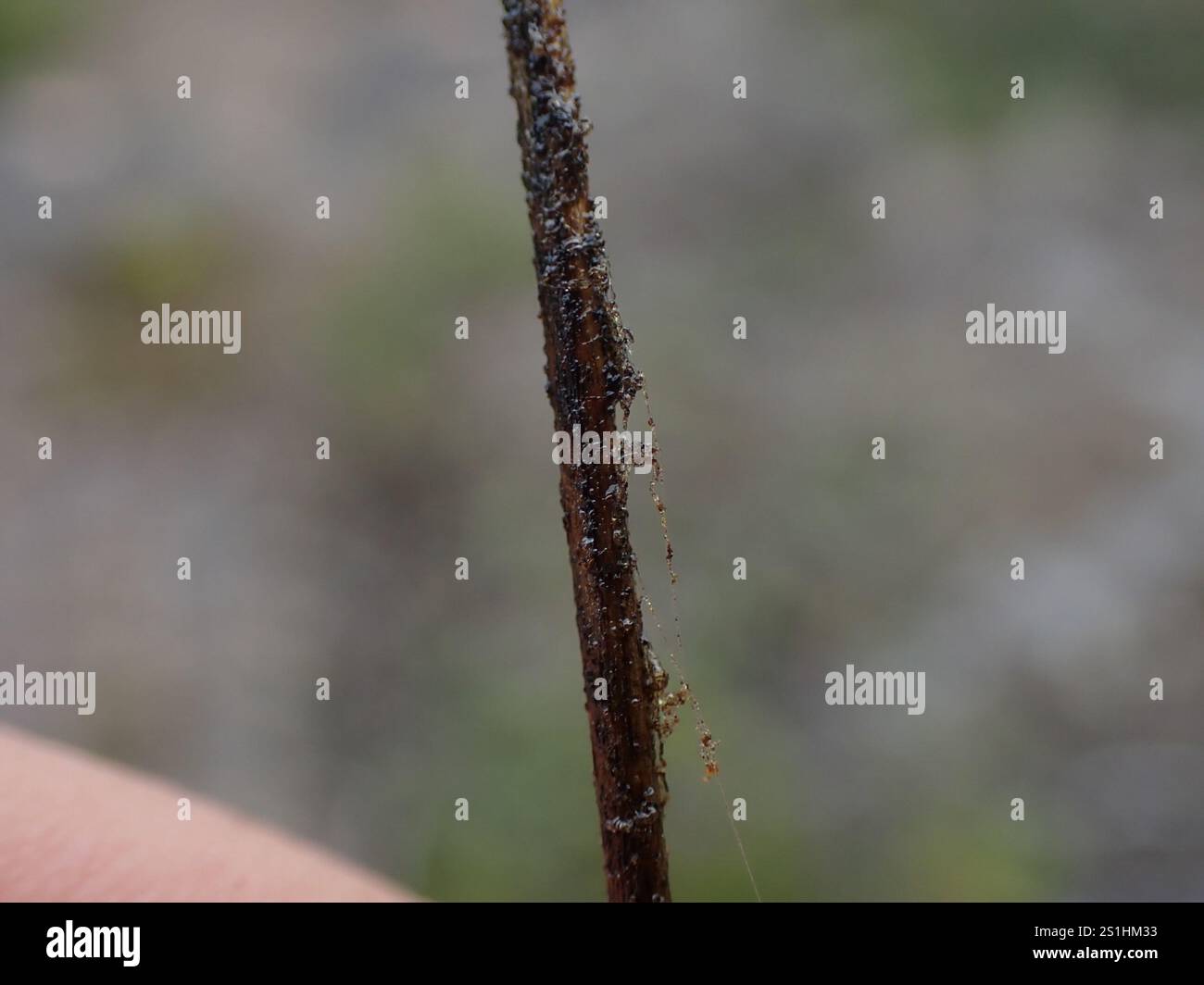 Sticky False Asphodel (Triantha glutinosa Stock Photo - Alamy