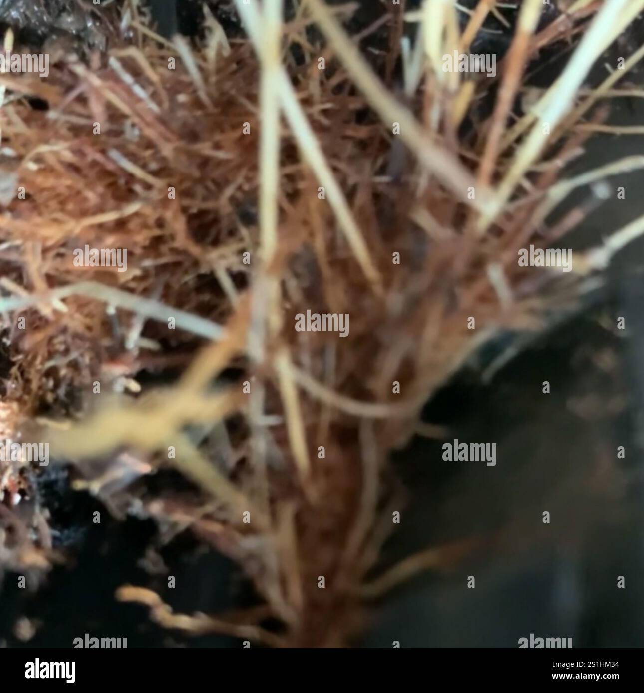 Red Beard Lichen (Usnea rubicunda Stock Photo - Alamy