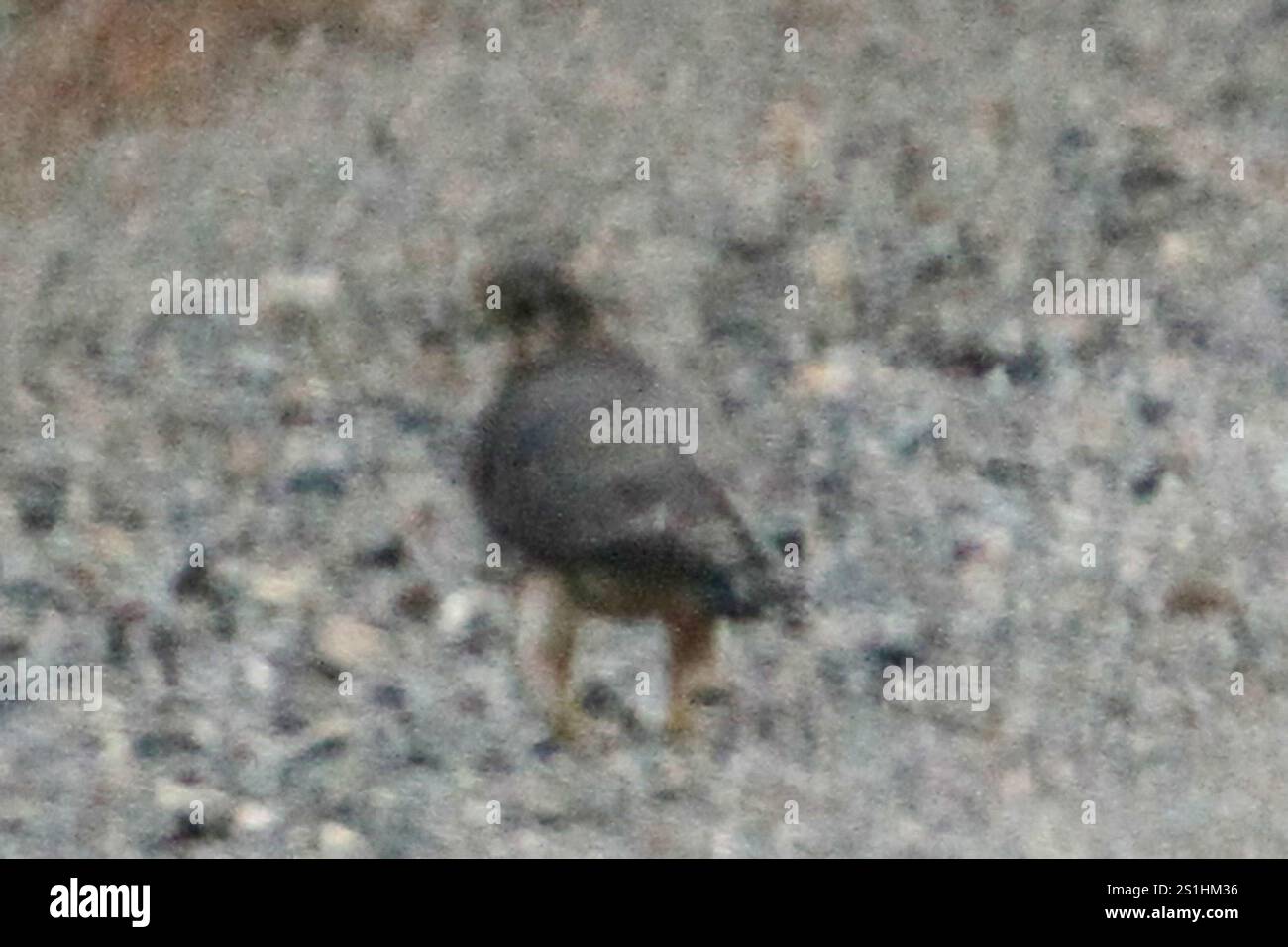 Taiga Merlin (Falco columbarius columbarius Stock Photo - Alamy