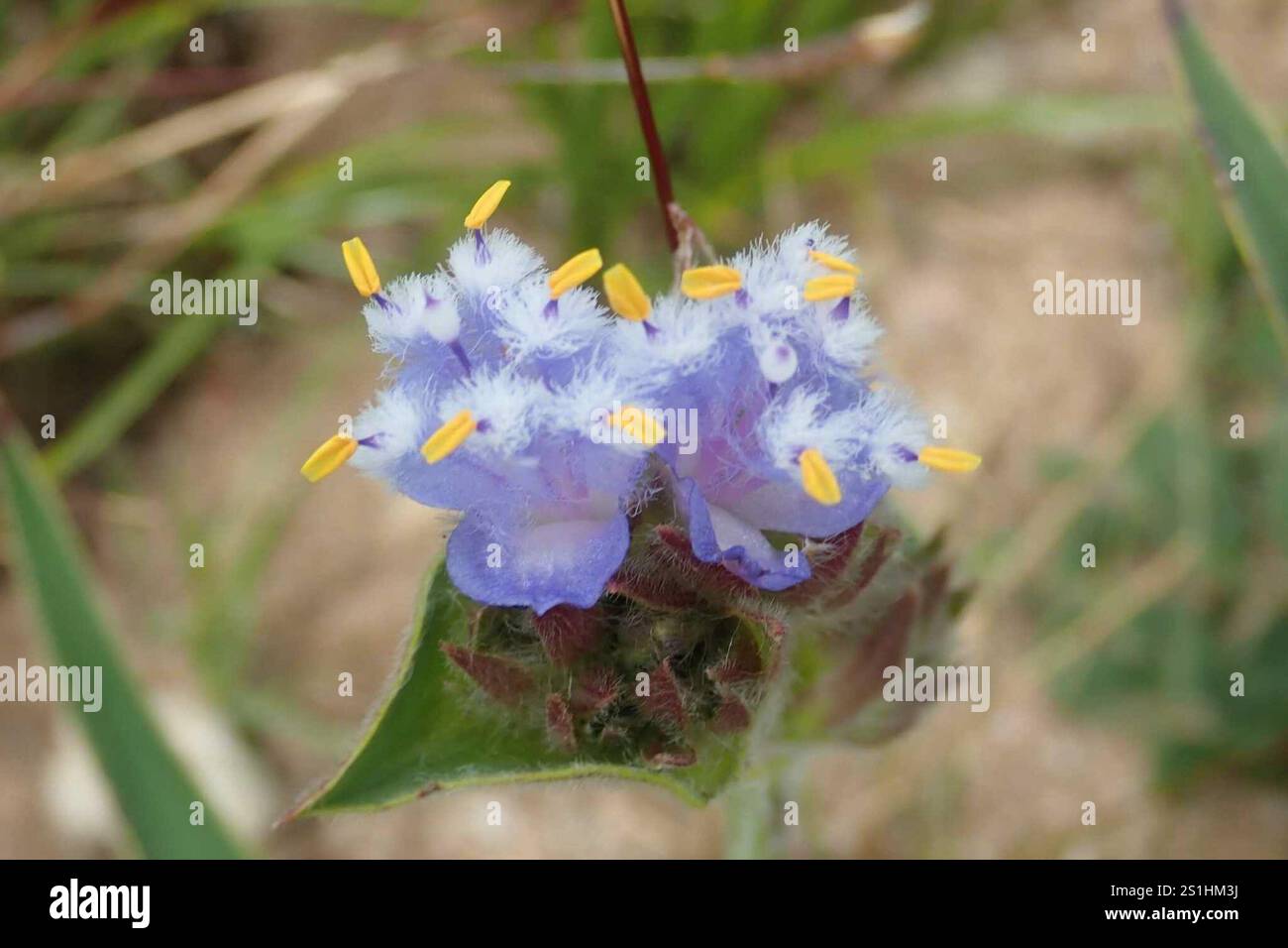 Showy Blue Ear (Cyanotis speciosa Stock Photo - Alamy