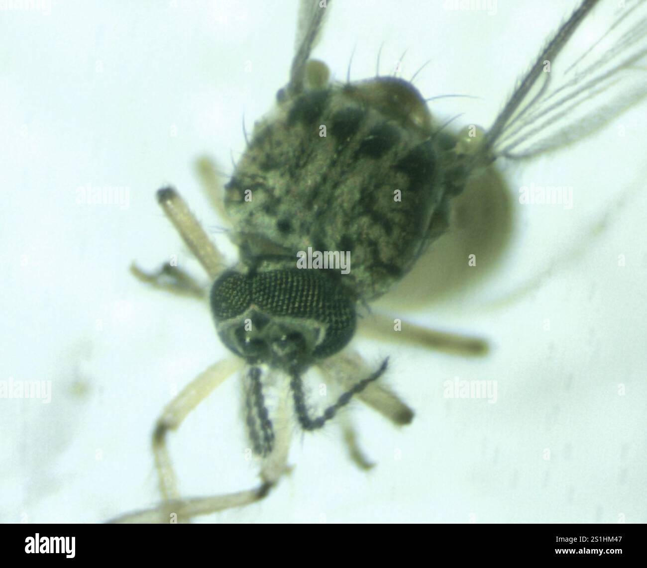 Biting Midges (Ceratopogonidae Stock Photo - Alamy