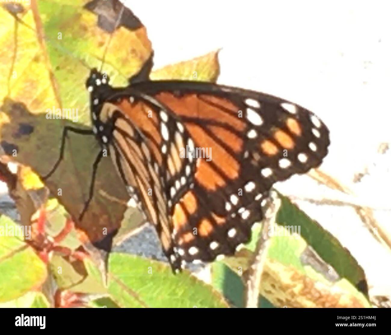 Viceroy (Limenitis archippus Stock Photo - Alamy