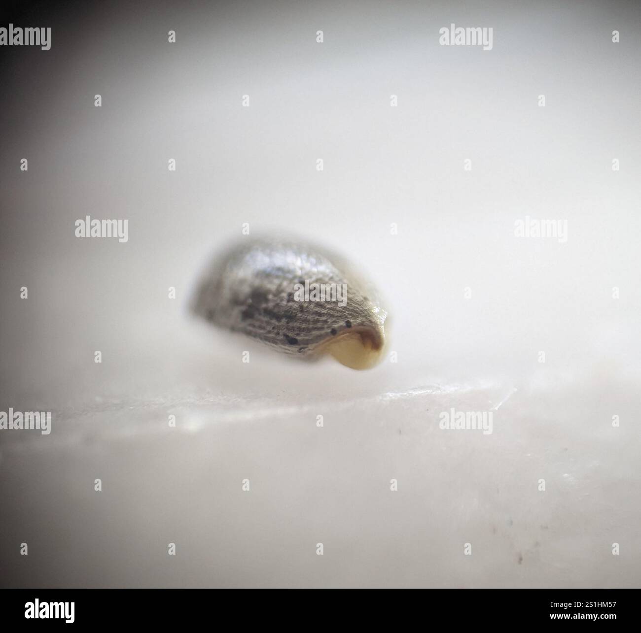 sand croton (Croton glandulosus septentrionalis Stock Photo - Alamy
