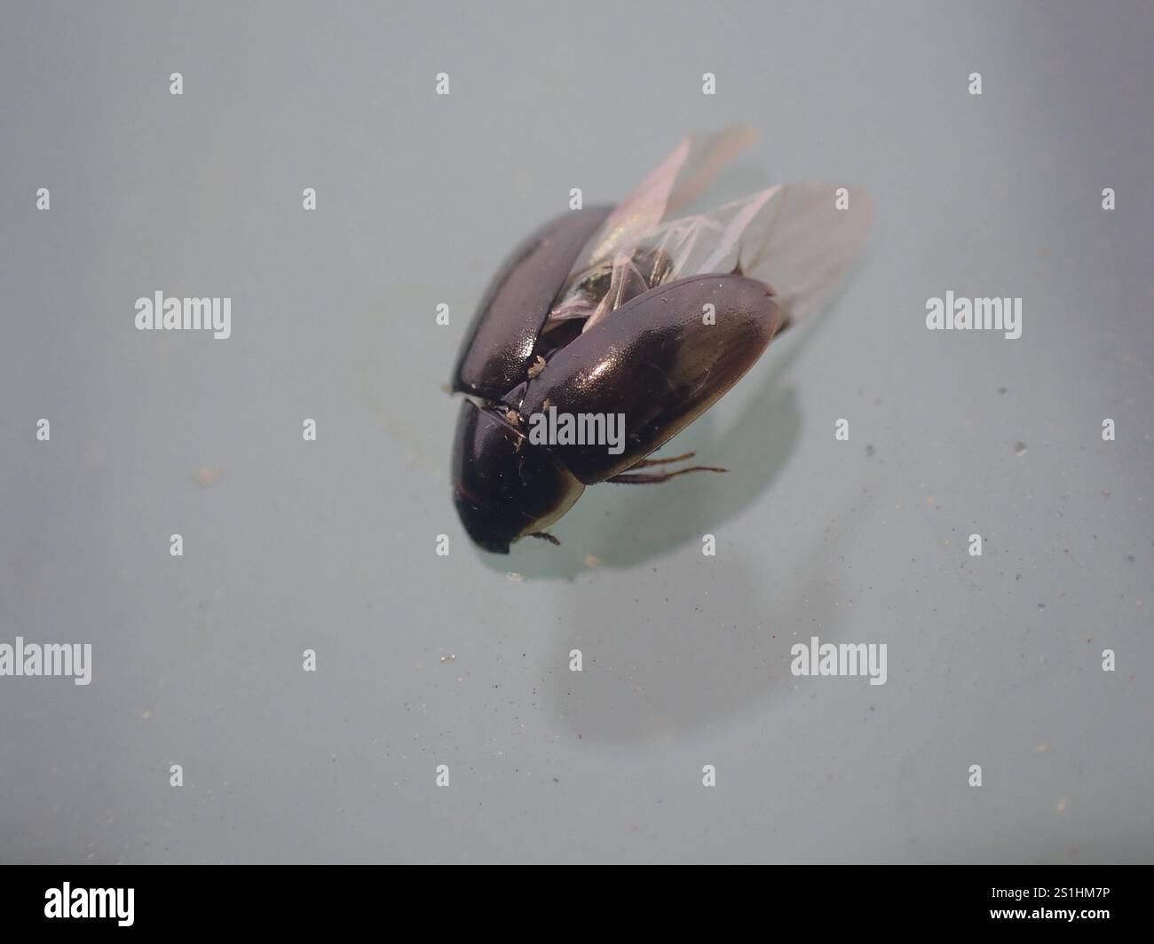 Water Scavenger Beetles (Hydrophilidae Stock Photo - Alamy