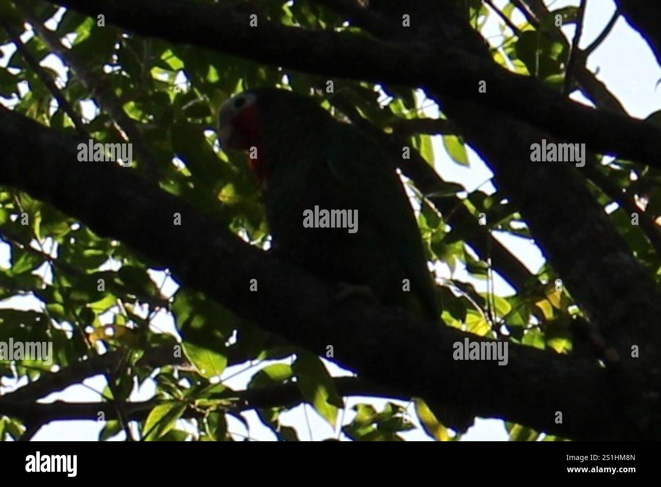 Cuban Amazon (Amazona leucocephala Stock Photo - Alamy