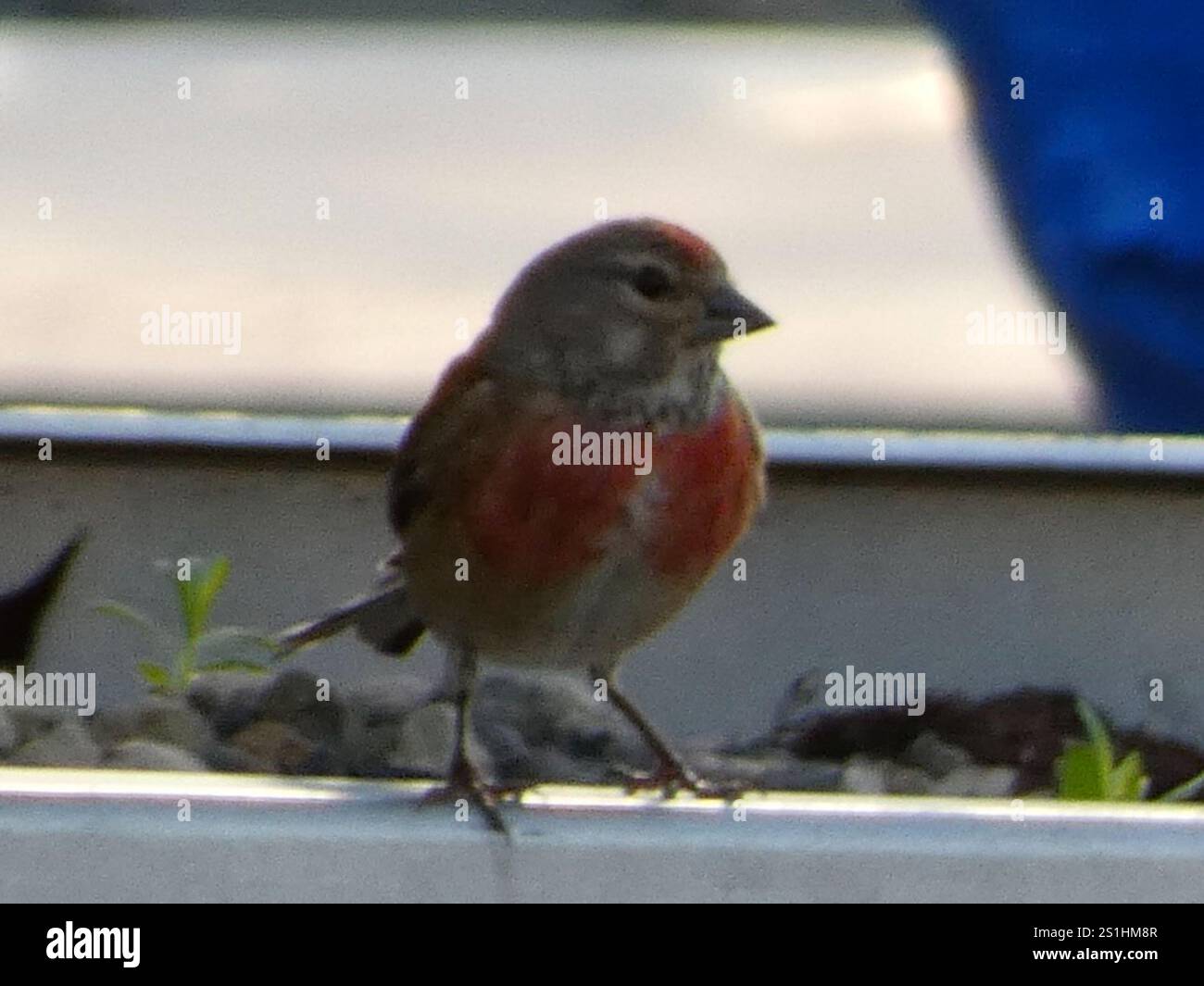 Eurasian Linnet (Linaria cannabina Stock Photo - Alamy