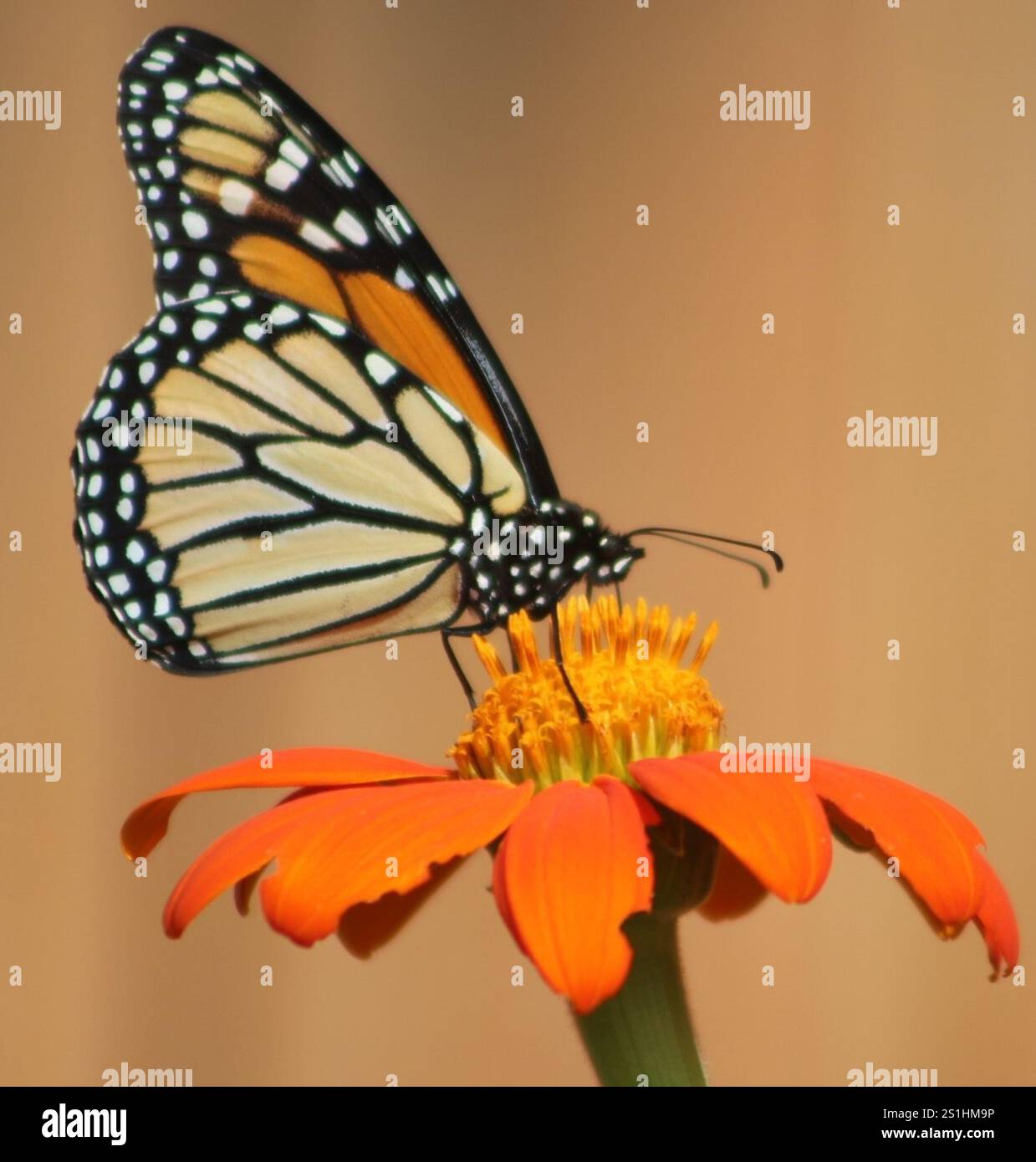 Monarch (Danaus plexippus Stock Photo - Alamy