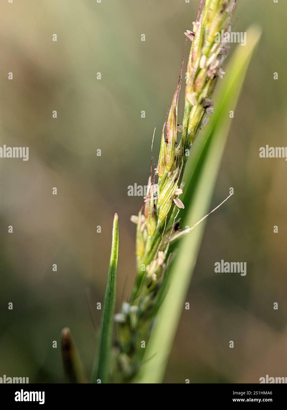 nimblewill (Muhlenbergia schreberi Stock Photo - Alamy