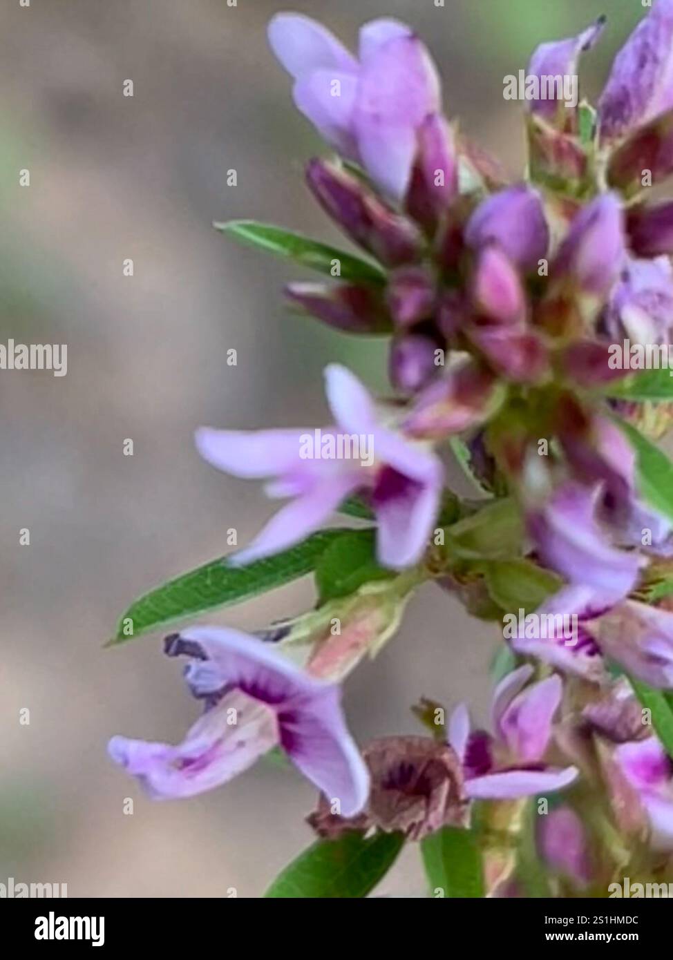 slender bush clover (Lespedeza virginica Stock Photo - Alamy