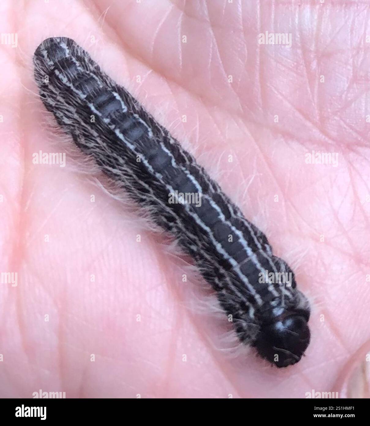 Angus' Datana Moth (Datana angusii Stock Photo - Alamy