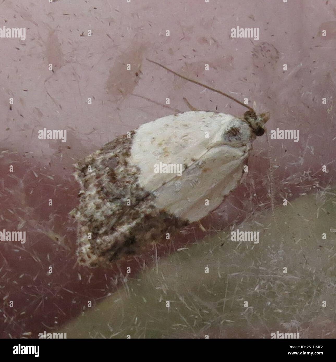 Garden Rose Tortrix (Acleris variegana Stock Photo - Alamy