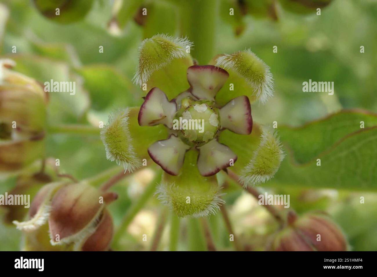 Milk Bush (Xysmalobium undulatum undulatum Stock Photo - Alamy