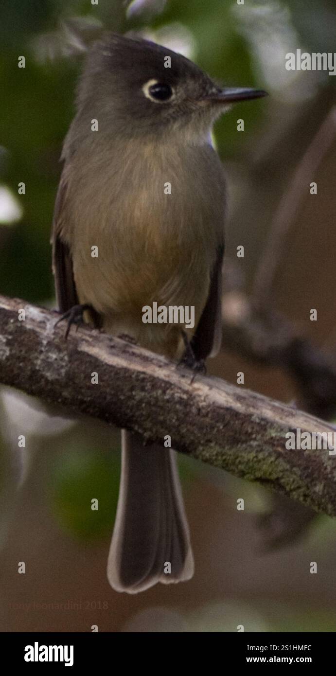 Cuban Pewee (Contopus caribaeus Stock Photo - Alamy