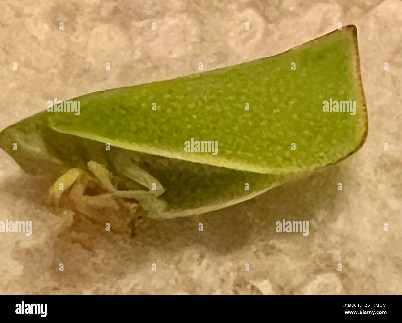 Torpedo Bug (Siphanta acuta Stock Photo - Alamy