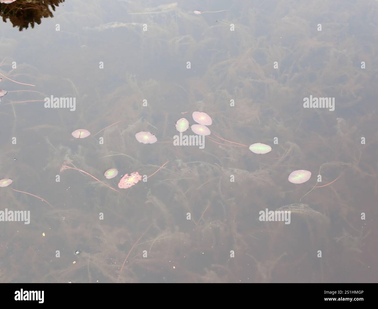 Watershield (Brasenia schreberi Stock Photo - Alamy