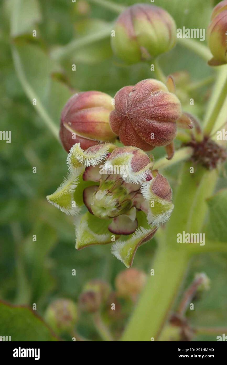 Milk Bush (Xysmalobium undulatum undulatum Stock Photo - Alamy