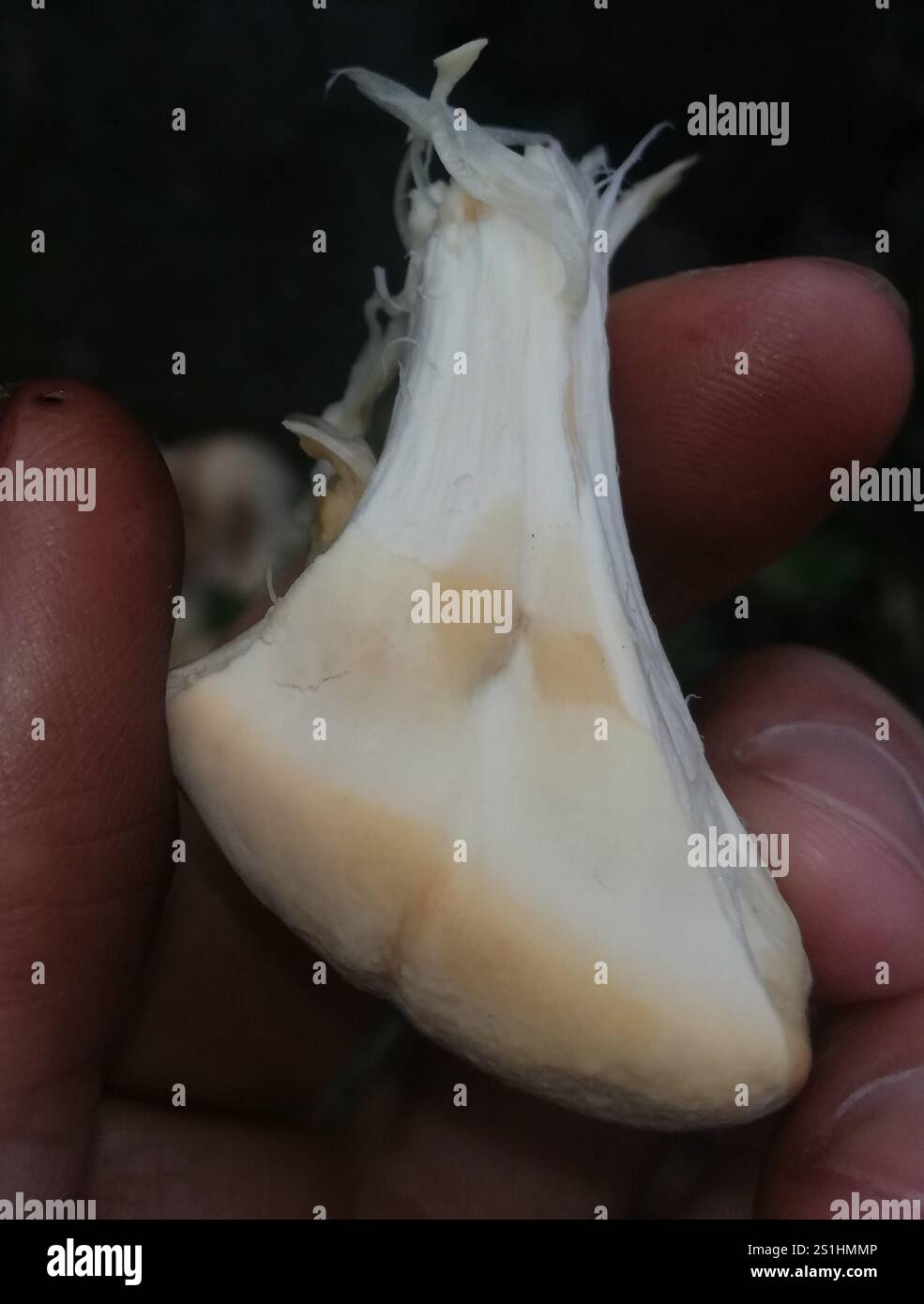 Giant Polypore (Meripilus giganteus Stock Photo - Alamy