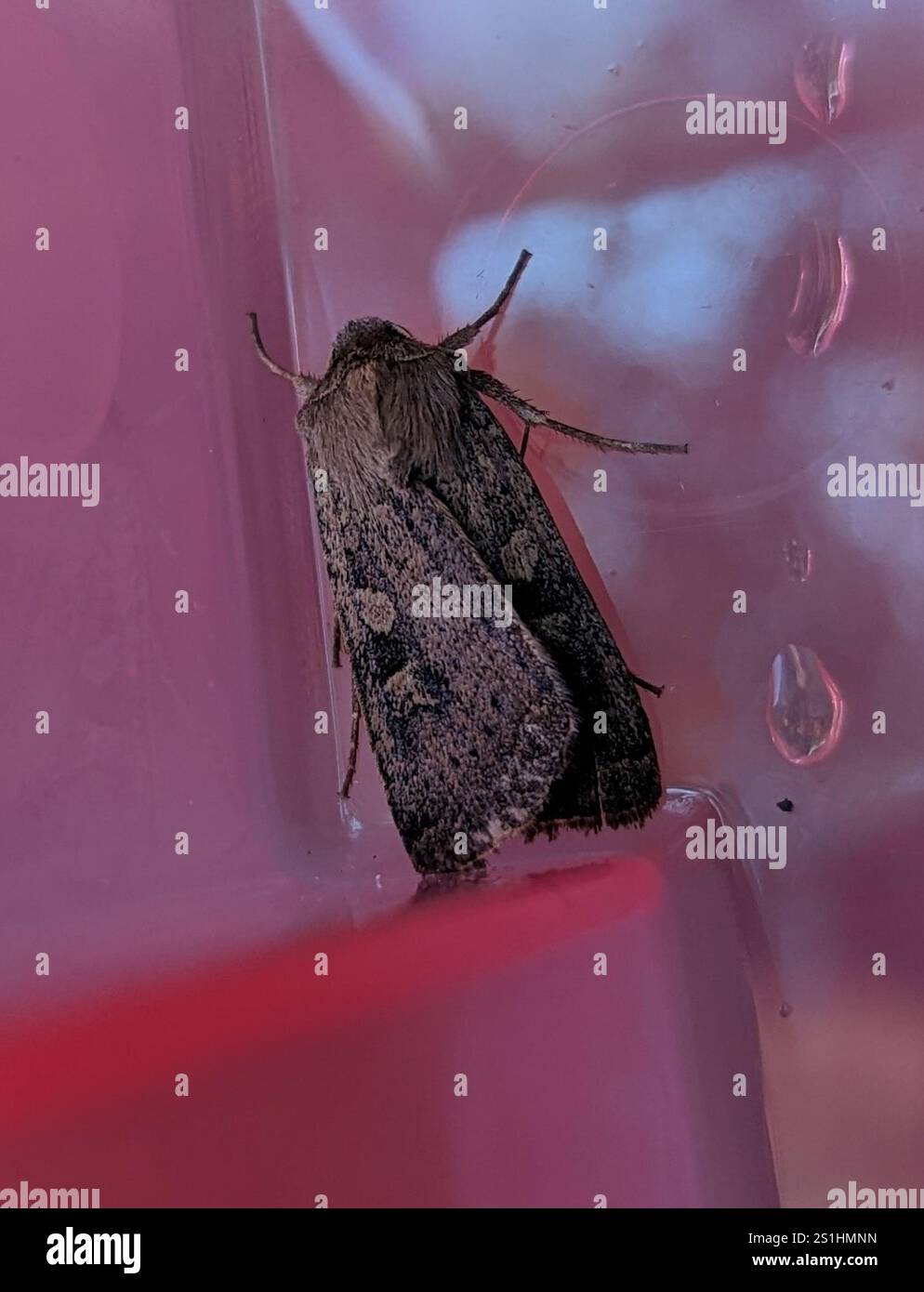 Square-spot Rustic (Xestia xanthographa Stock Photo - Alamy