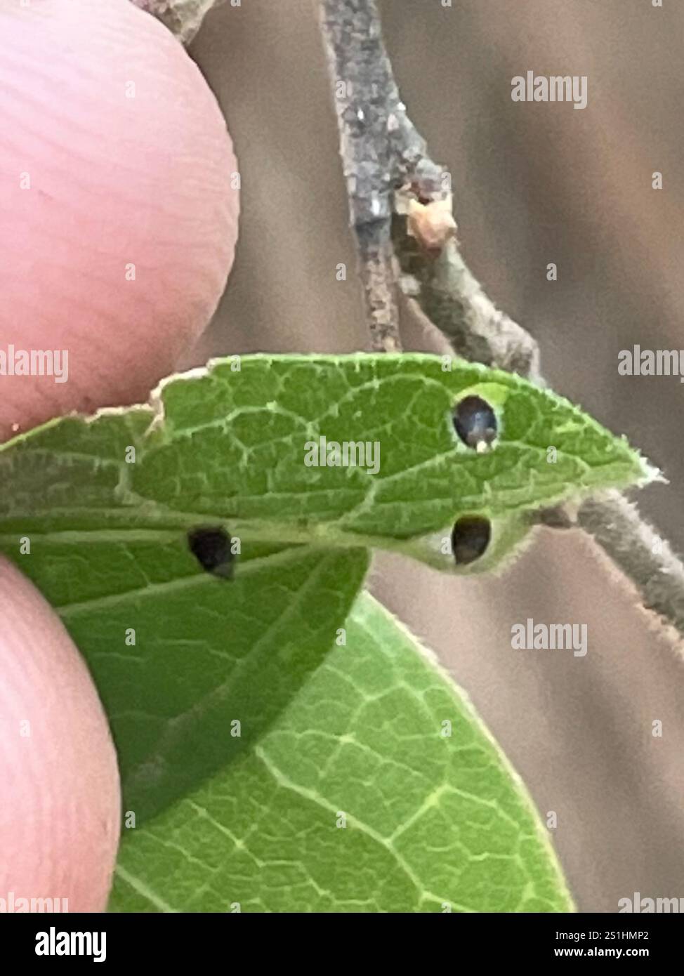Hackberry Aciculate Gall Midge (Celticecis aciculata Stock Photo - Alamy