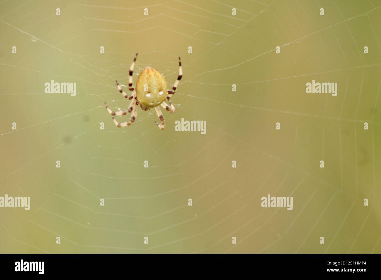Four-spot Orbweaver (Araneus quadratus Stock Photo - Alamy
