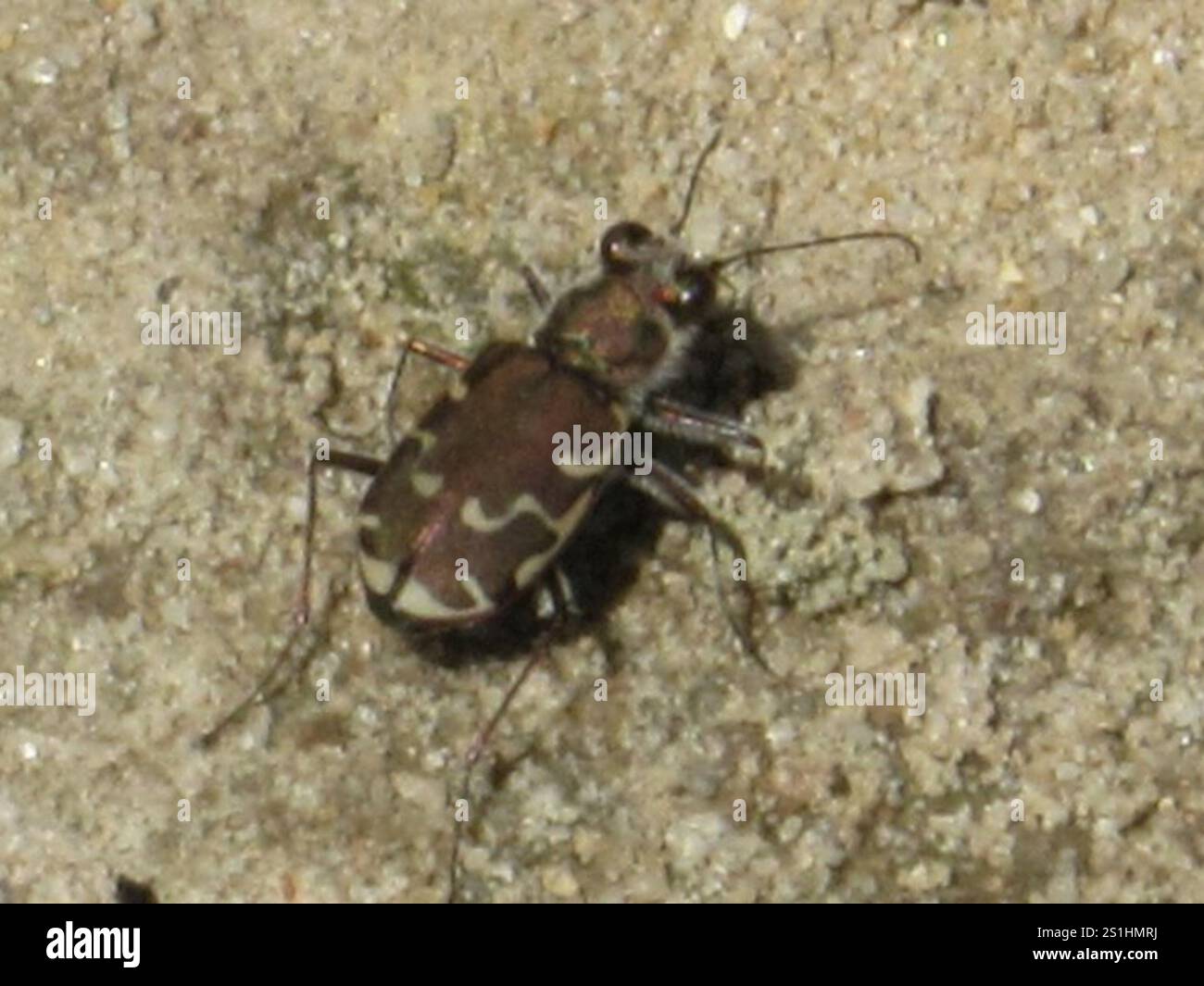 Bronzed Tiger Beetle (Cicindela repanda Stock Photo - Alamy