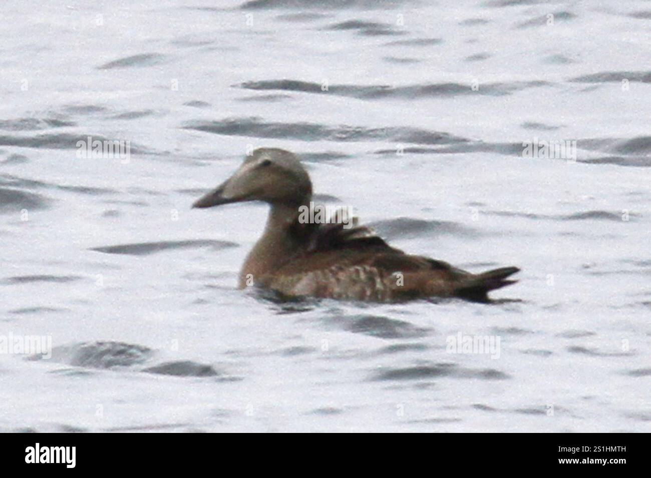 Pacific Common Eider (Somateria mollissima v-nigrum Stock Photo - Alamy