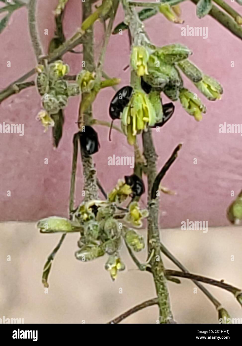 Flea Beetles (Alticini Stock Photo - Alamy