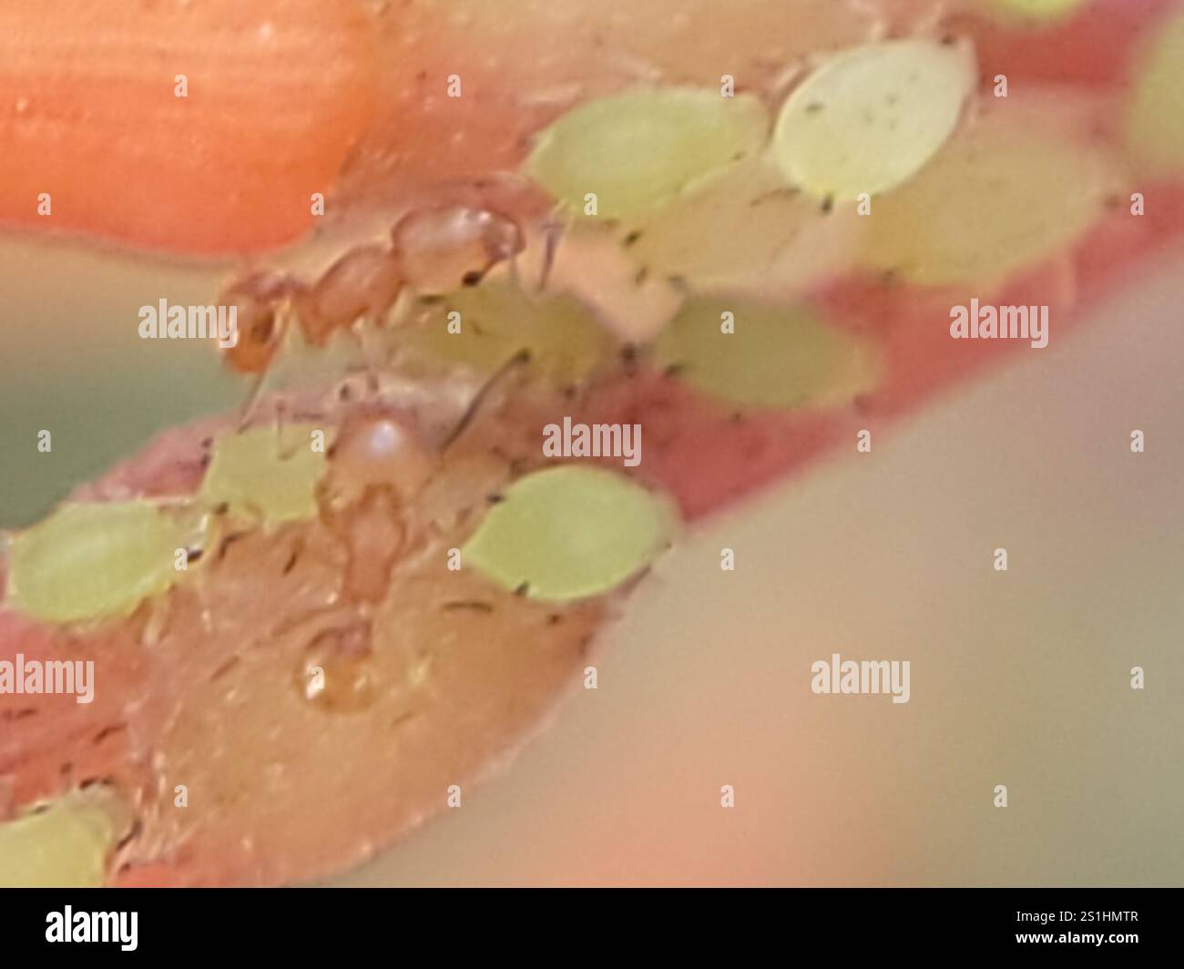 Little Fire Ant (Wasmannia auropunctata Stock Photo - Alamy