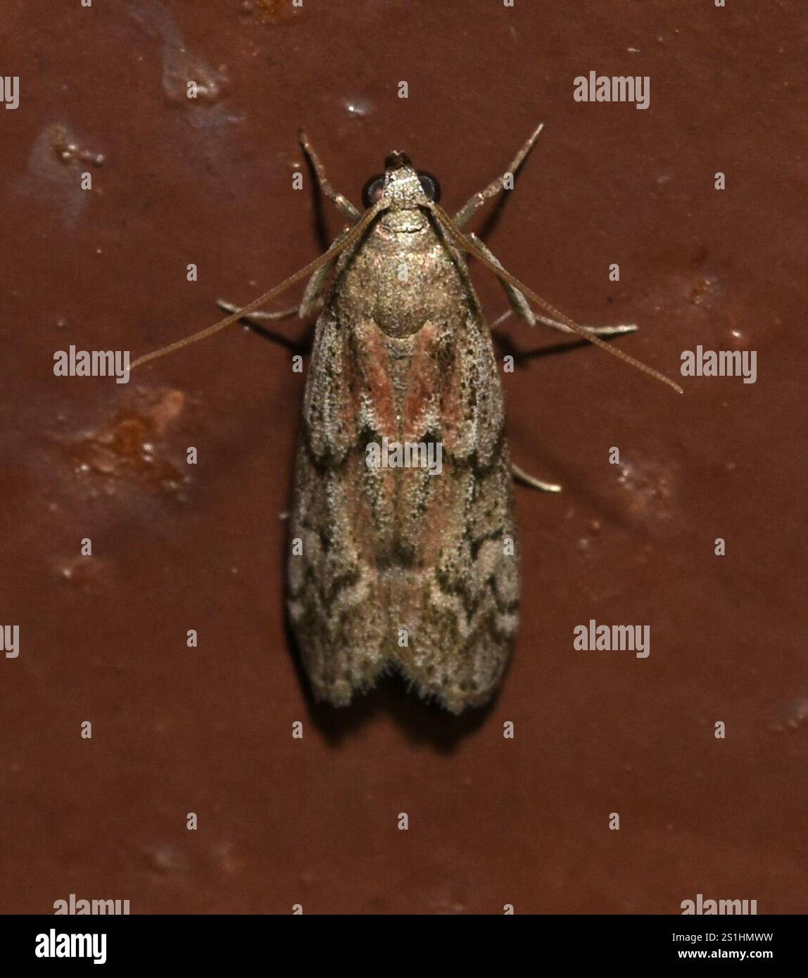 Dried Fruit Moth (Vitula edmandsii Stock Photo - Alamy