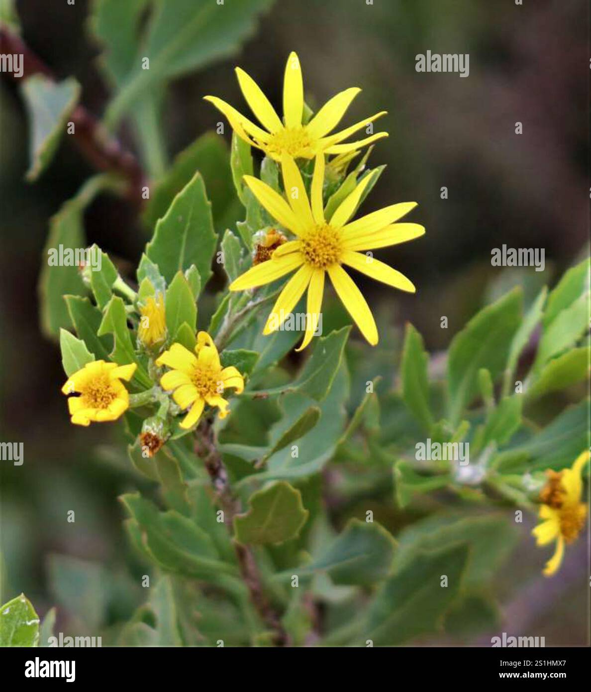 Bietou (Osteospermum moniliferum Stock Photo - Alamy