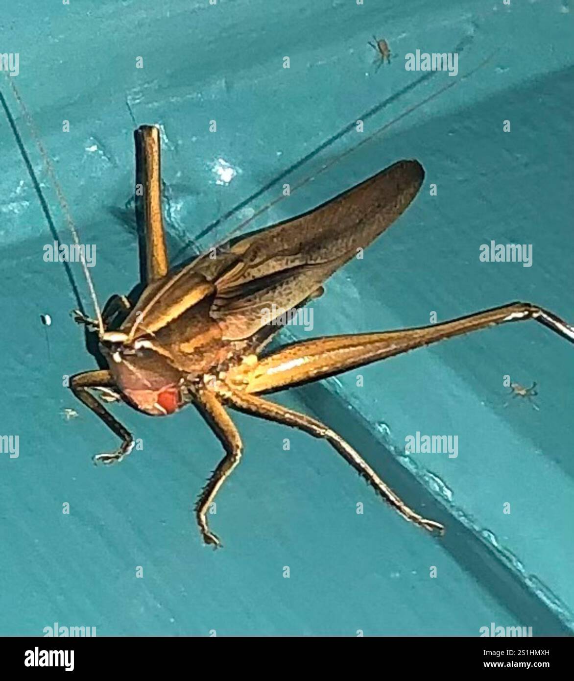 Broad-tipped Conehead (Neoconocephalus triops Stock Photo - Alamy