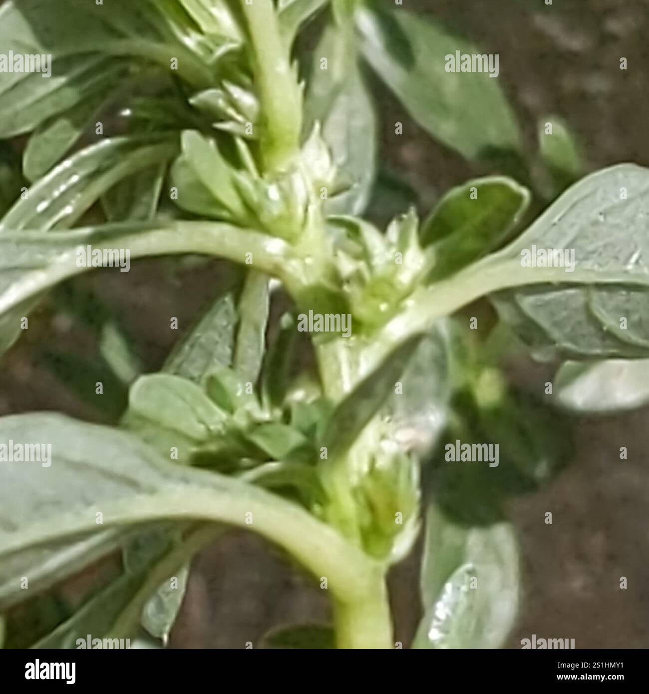 procumbent pigweed (Amaranthus blitoides Stock Photo - Alamy