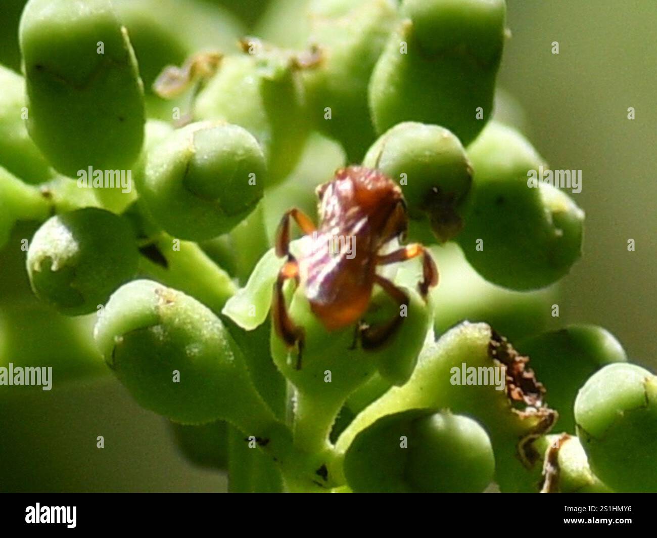 Black-headed Stingless Bee (Tetragonula melanocephala Stock Photo - Alamy