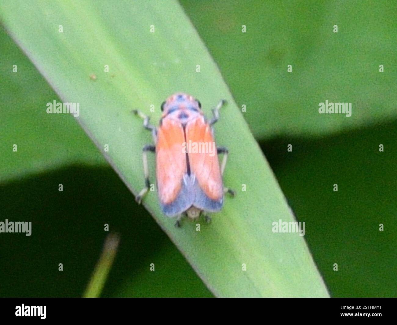 Orange Sharpshooter (Bothrogonia addita Stock Photo - Alamy