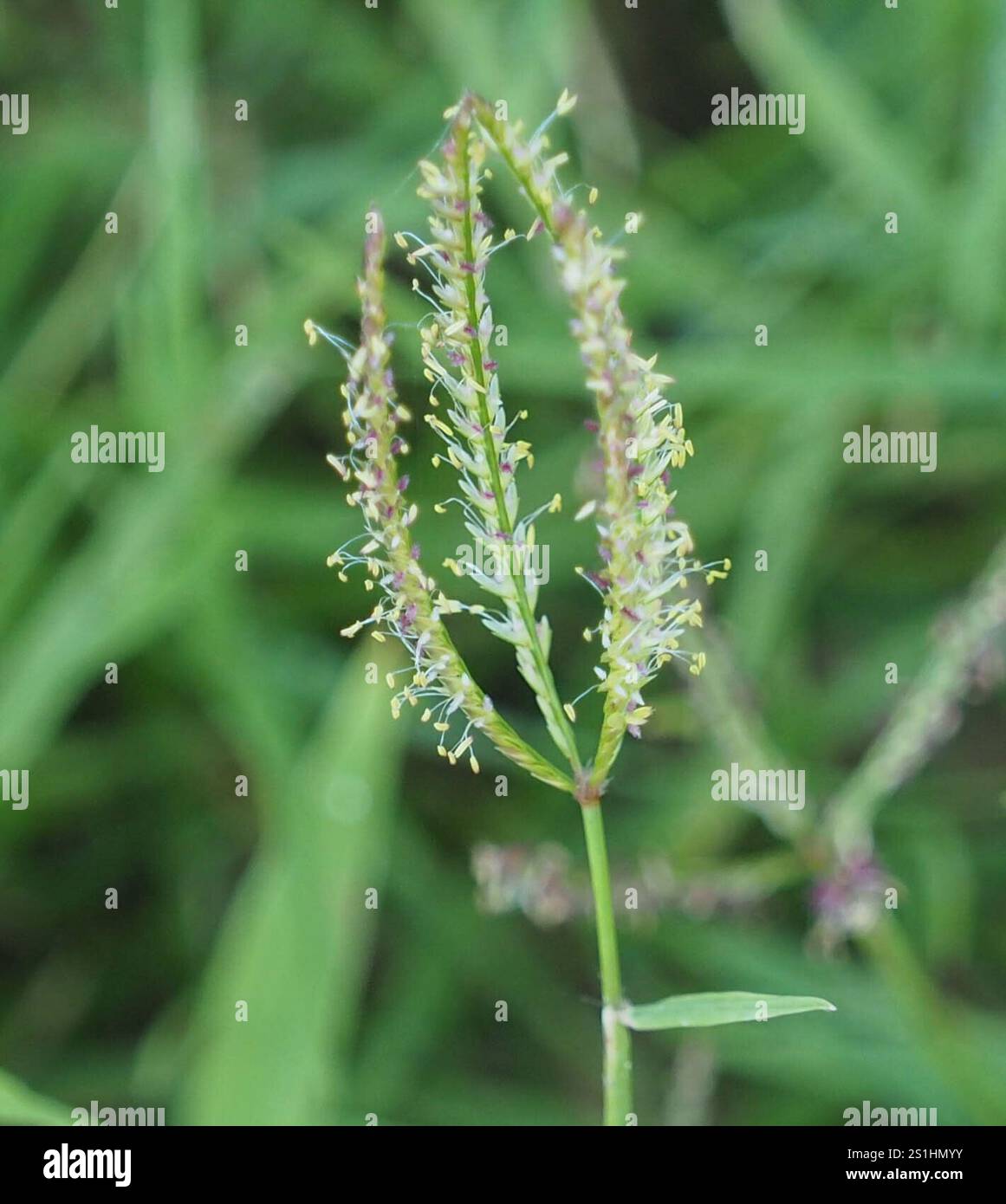 Bermuda grass (Cynodon dactylon Stock Photo - Alamy
