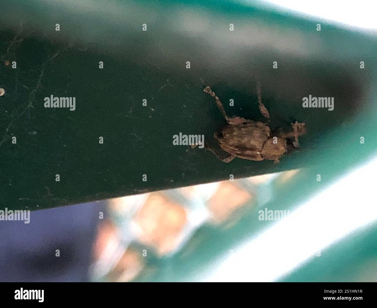 acorn weevil (Curculio glandium Stock Photo - Alamy