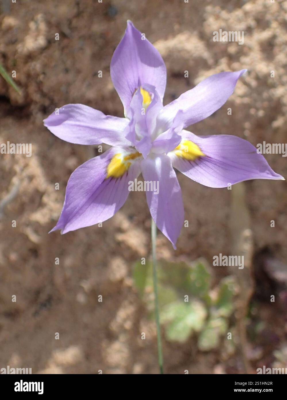 Bigseed Tulp (Moraea macrocarpa Stock Photo - Alamy