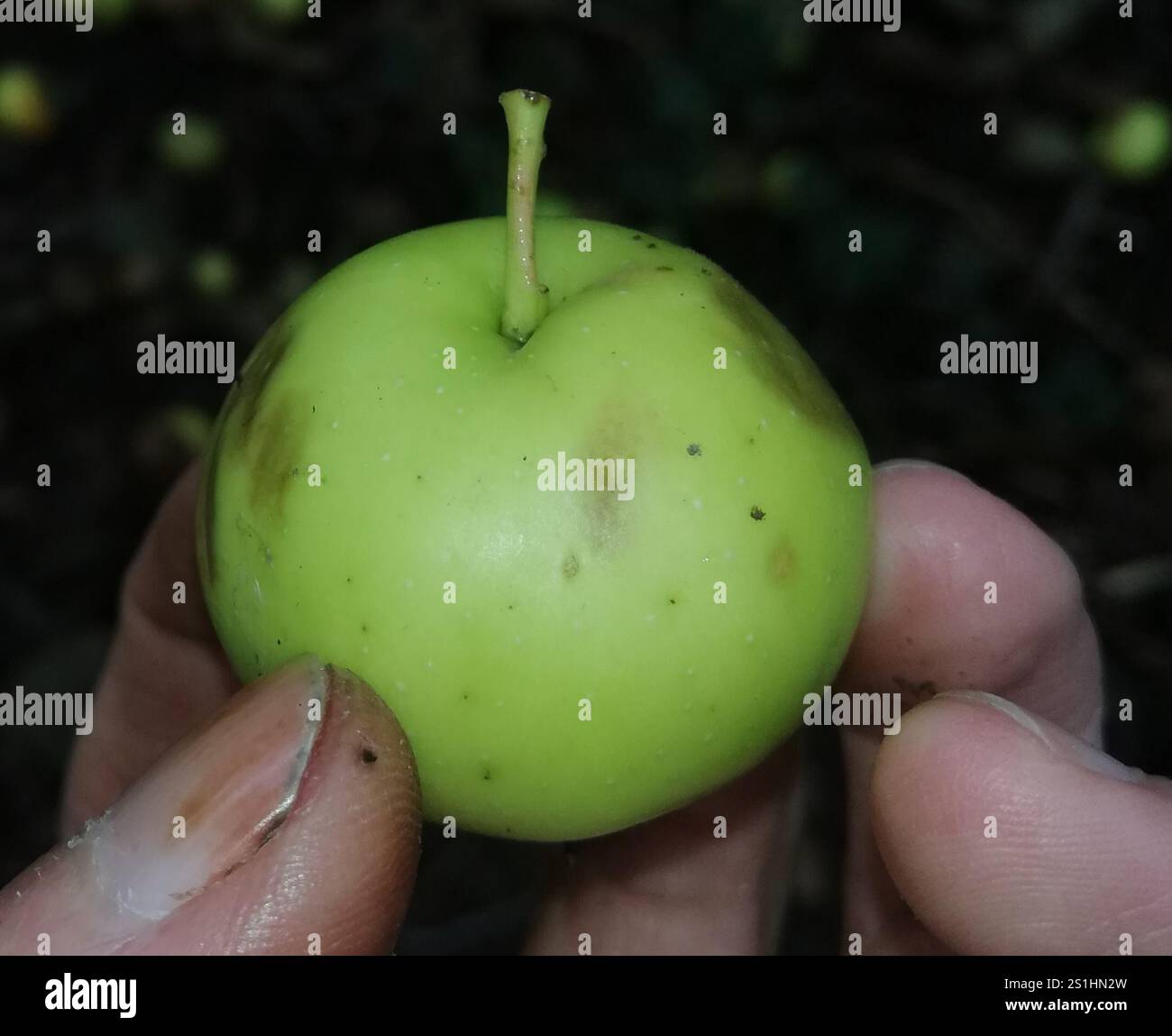 European Wild Apple (Malus sylvestris Stock Photo - Alamy