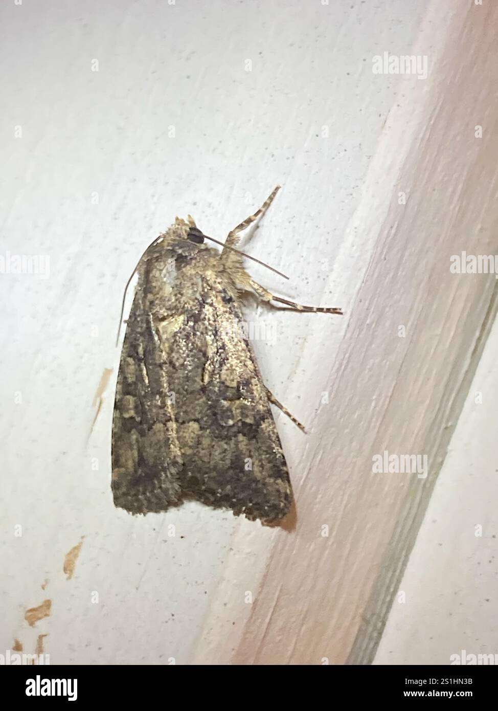 Nutmeg Moth (Anarta trifolii Stock Photo - Alamy