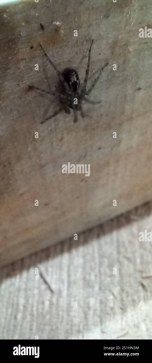 Lace-Weaver Spider (Amaurobius similis Stock Photo - Alamy