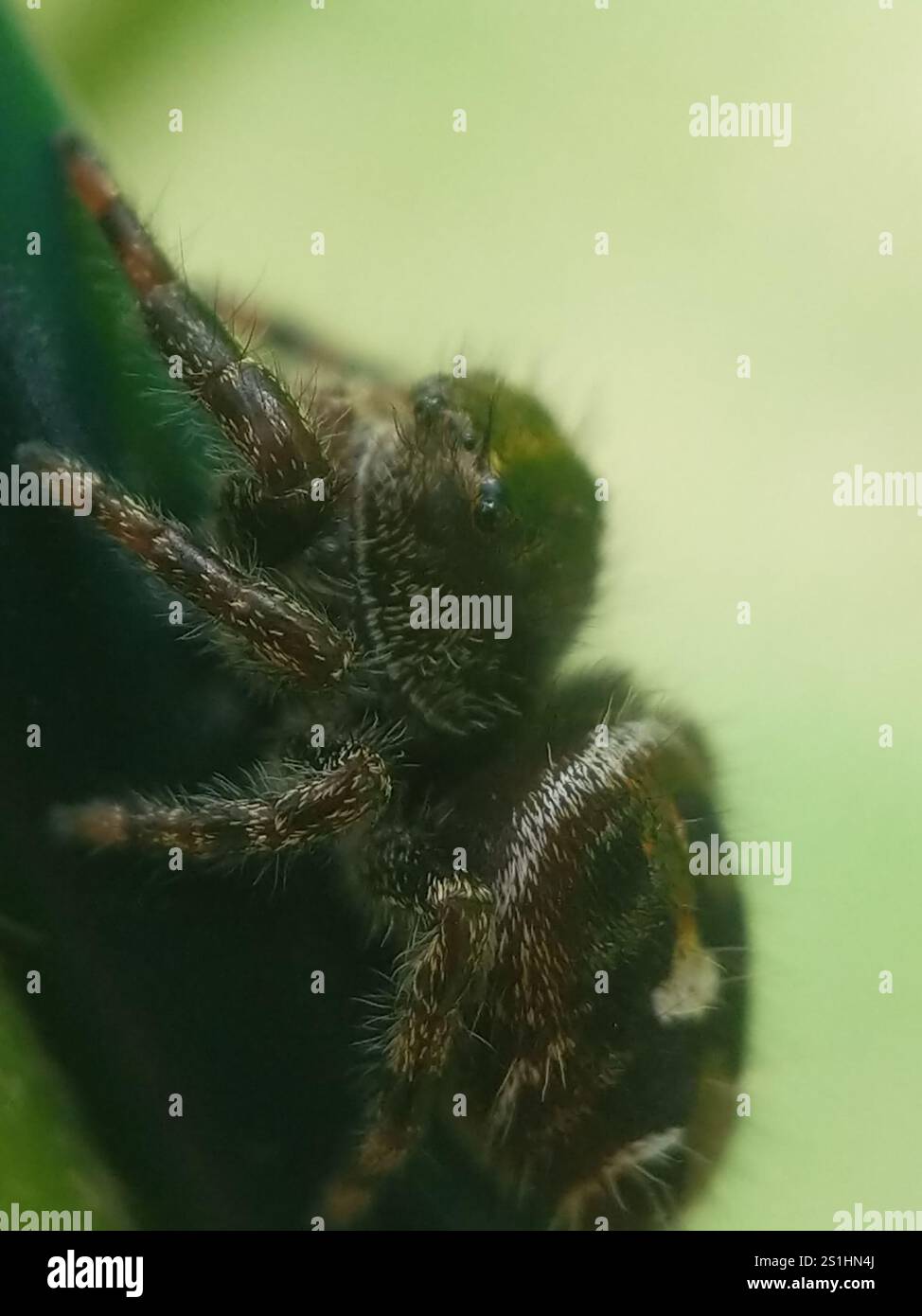 Bold Jumping Spider (Phidippus audax Stock Photo - Alamy