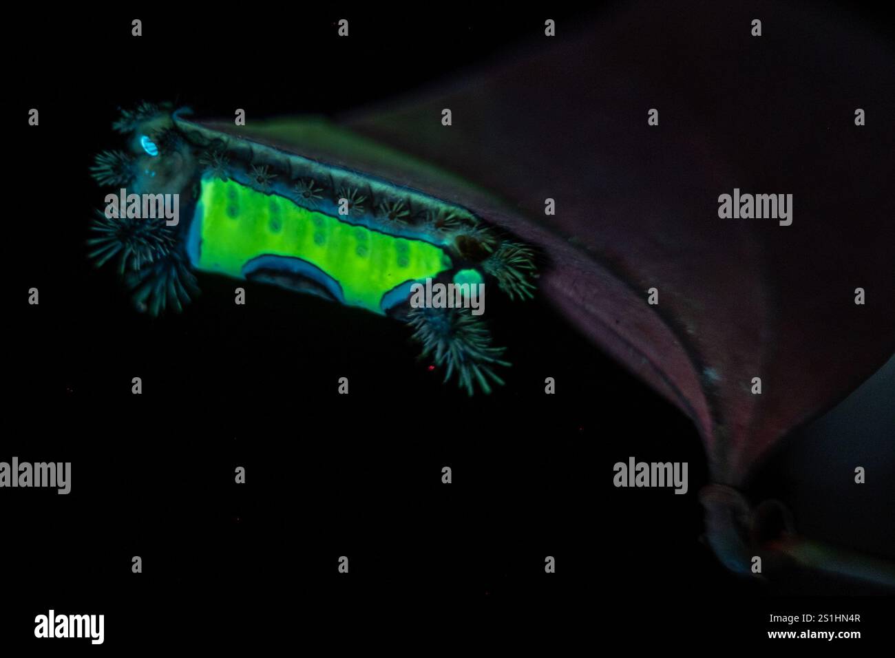 Saddleback Caterpillar Moth (Acharia stimulea Stock Photo - Alamy