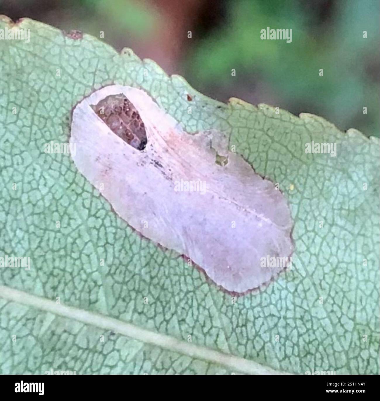 Leaf Blotch Miner Moths (Gracillariidae Stock Photo - Alamy