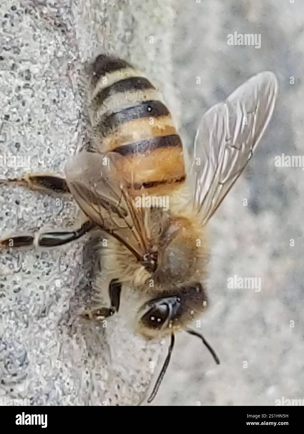 Western Honey Bee (Apis mellifera Stock Photo - Alamy