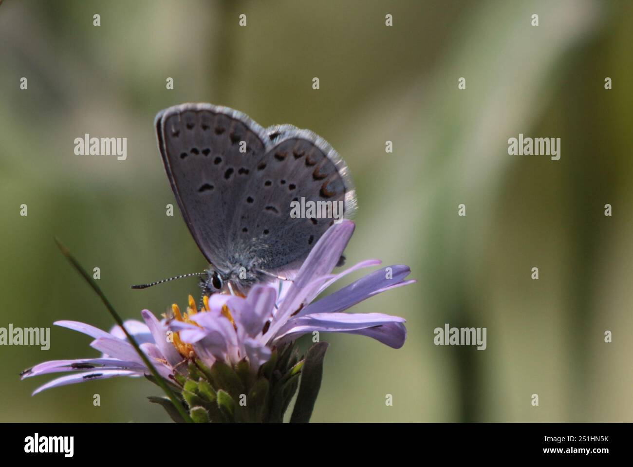 Anna's Blue (Plebejus anna Stock Photo - Alamy