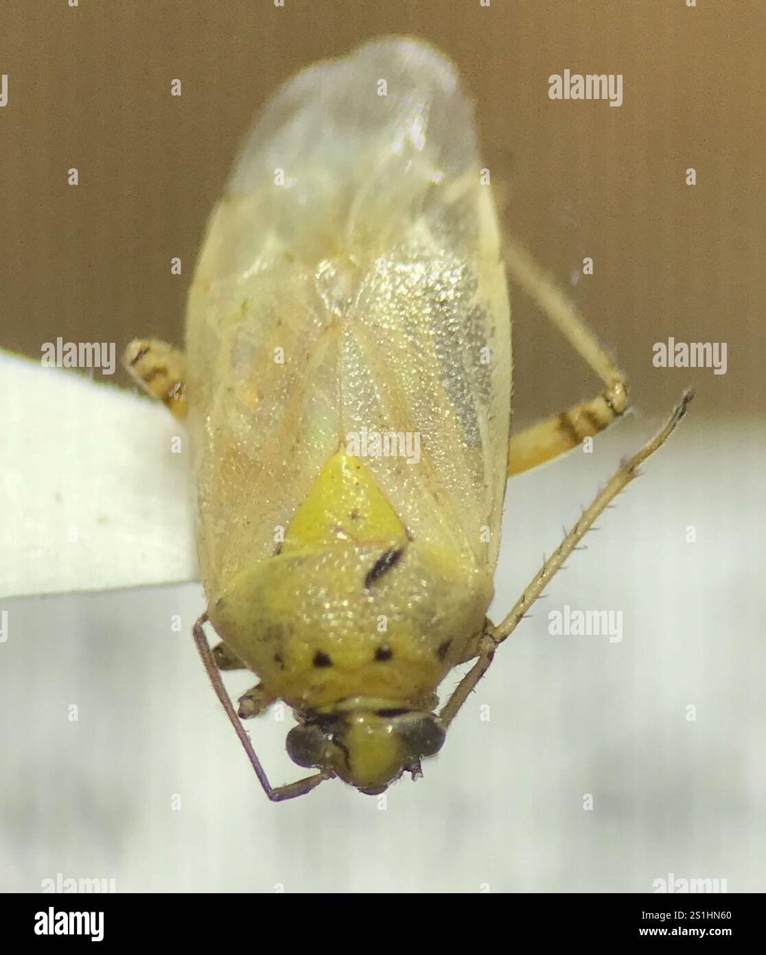 Lygus Bugs (Lygus Stock Photo - Alamy