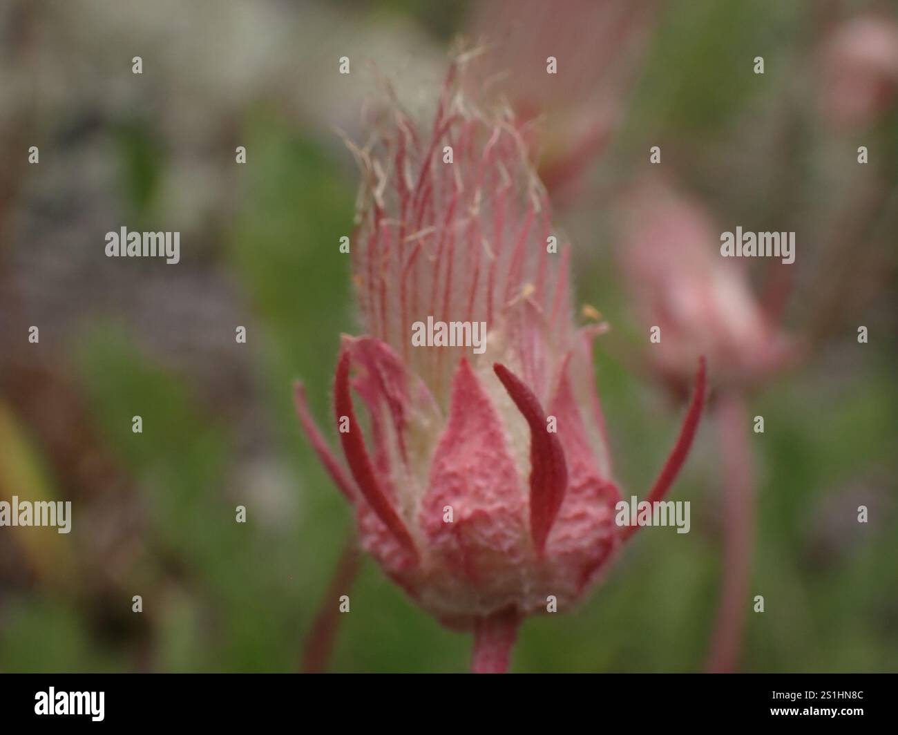 prairie smoke (Geum triflorum Stock Photo - Alamy