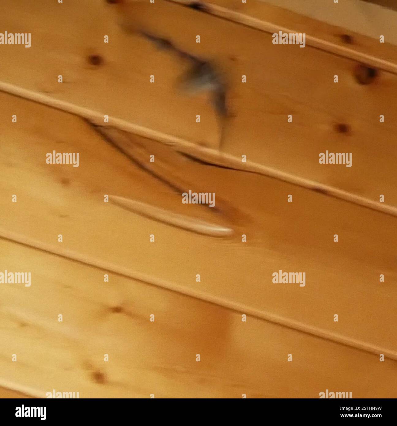 California myotis hi-res stock photography and images - Alamy