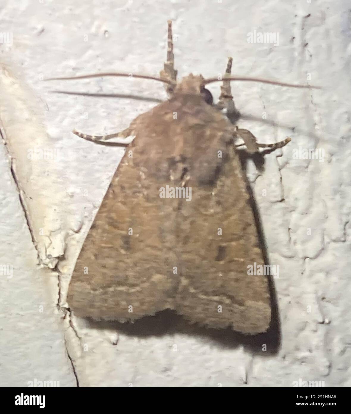 Cutworm Moths and Allies (Noctuidae Stock Photo - Alamy
